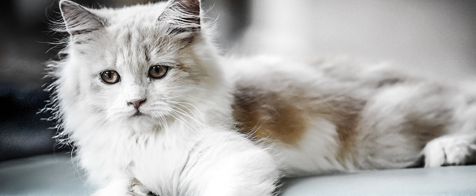 Cat Vet, Pet Vet | Feline Veterinary Wellness Care Tulare, CA